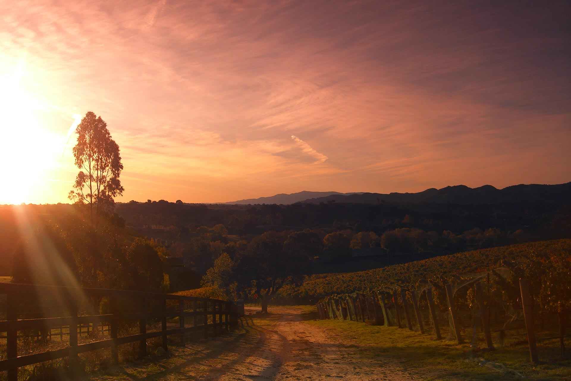 Maple Vineyards - Overshine Wine Co.